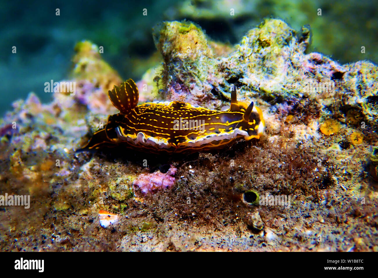 Regal Sea Goddess - (Felimare picta Stock Photo - Alamy