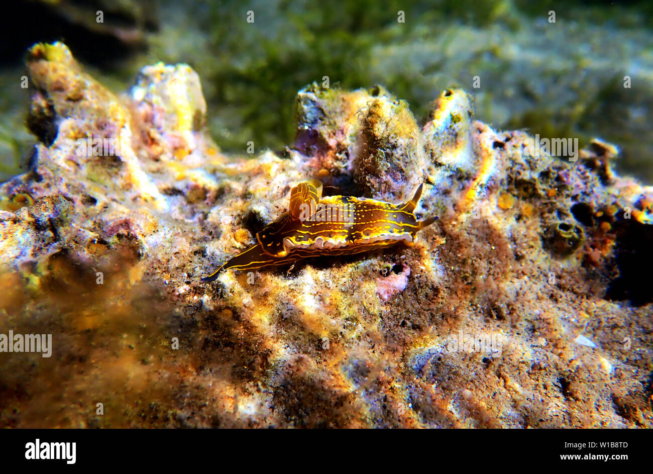 Regal Sea Goddess - (Felimare picta Stock Photo - Alamy