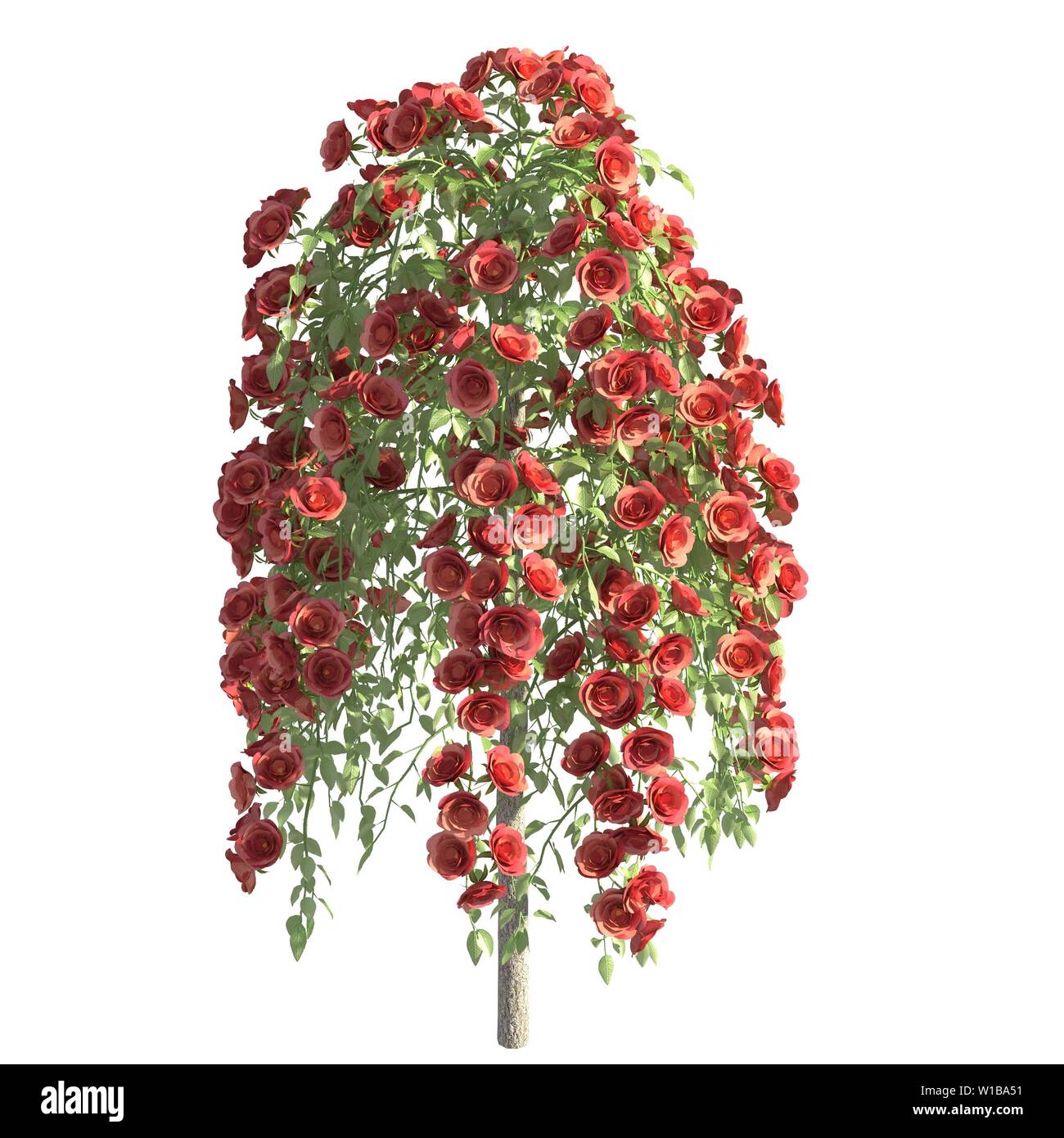 Rose bush 3d illustration isolated on the white background Stock Photo ...