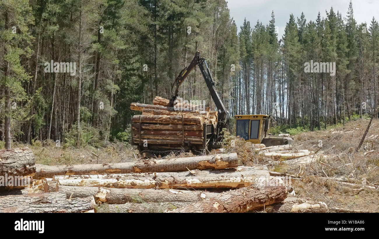 side view of a log loader loading pine logs near tarraleah in tasmania ...