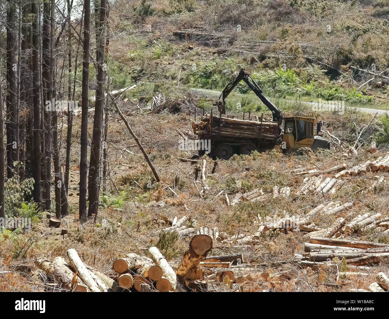 long view of a log loader loading pine logs in tasmania Stock Photo - Alamy
