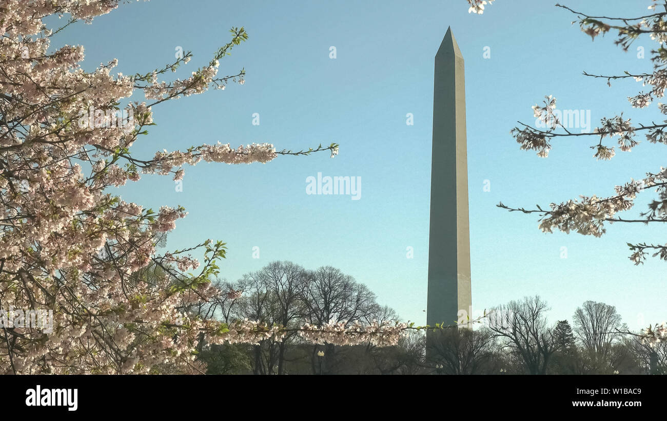 Washington monument cherry blossoms hi-res stock photography and images ...