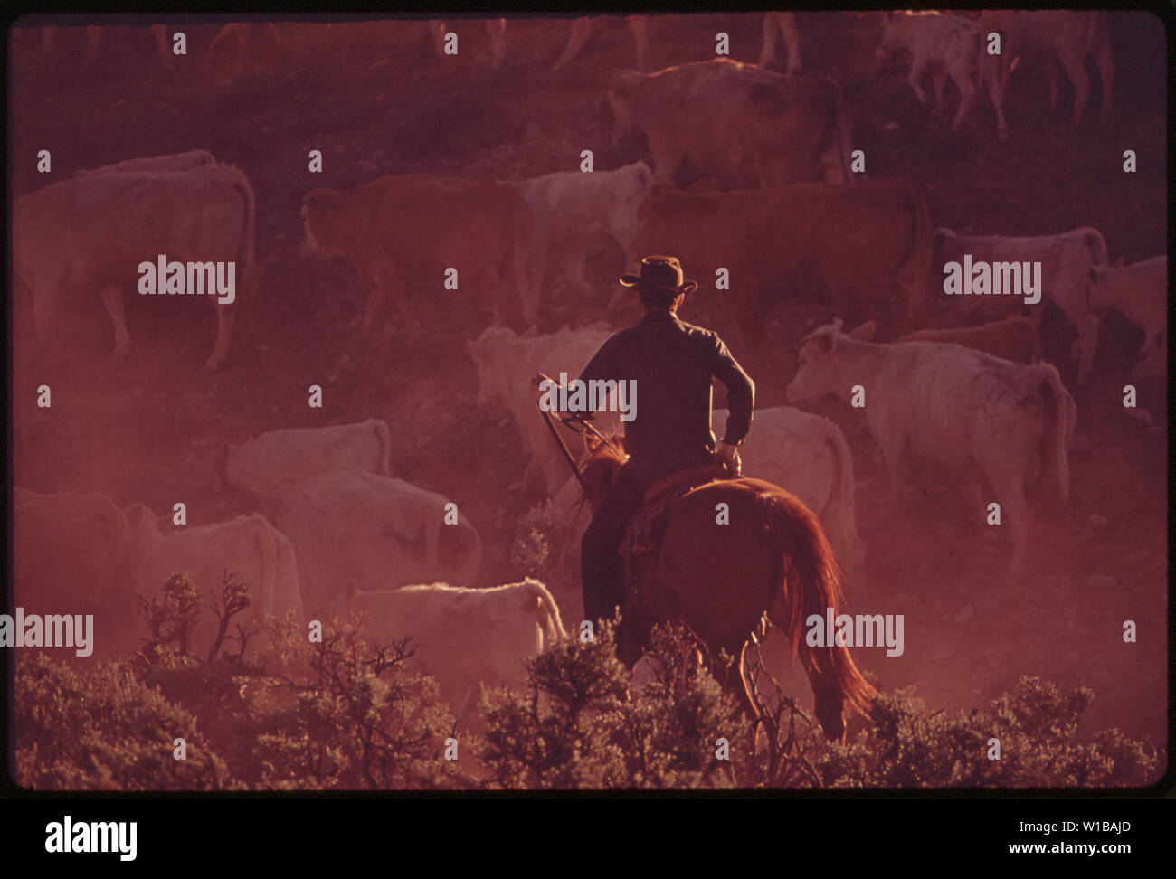 CATTLE DRIVE ON RANCH Stock Photo - Alamy