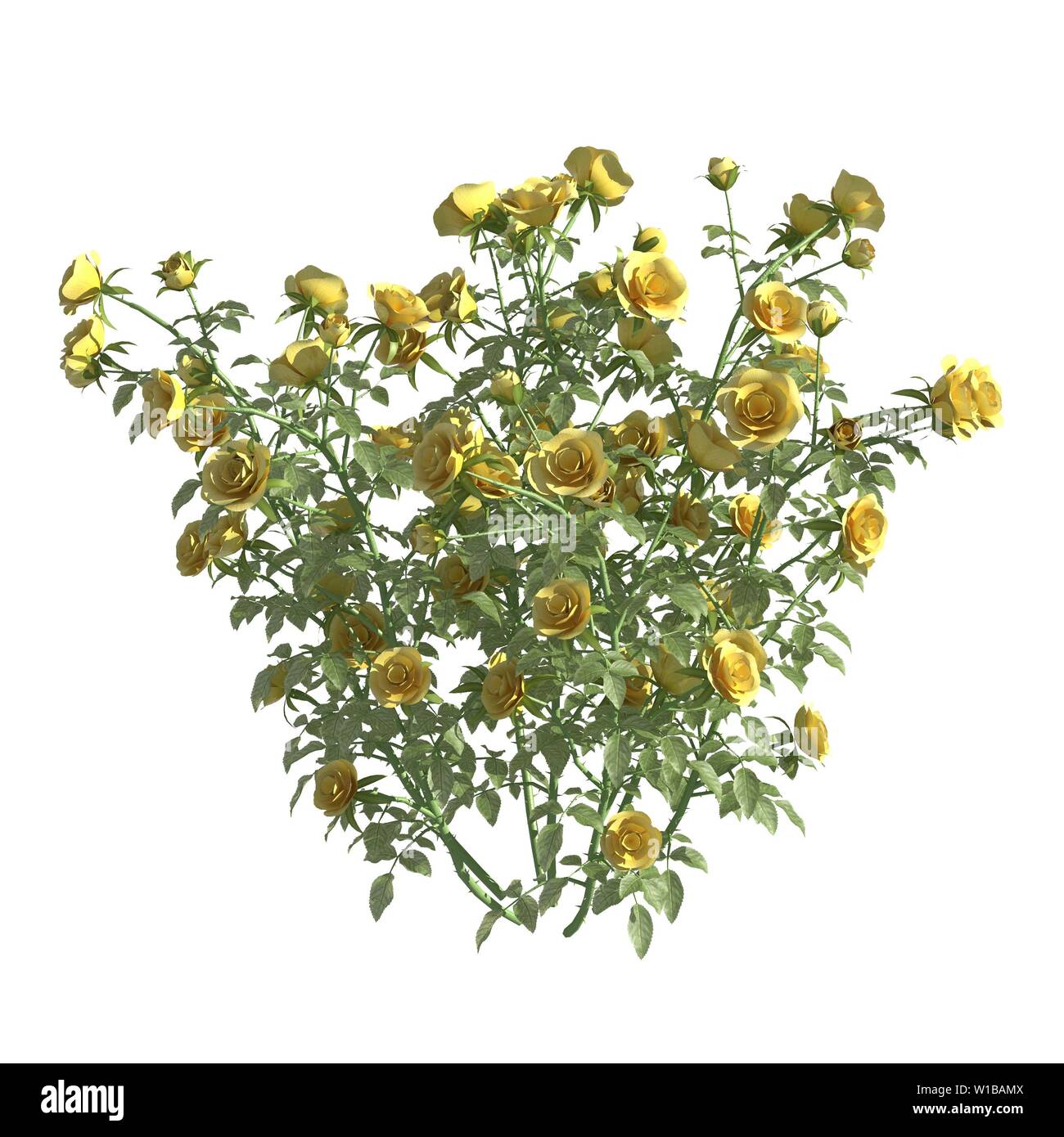 Rose bush 3d illustration isolated on the white background Stock Photo ...
