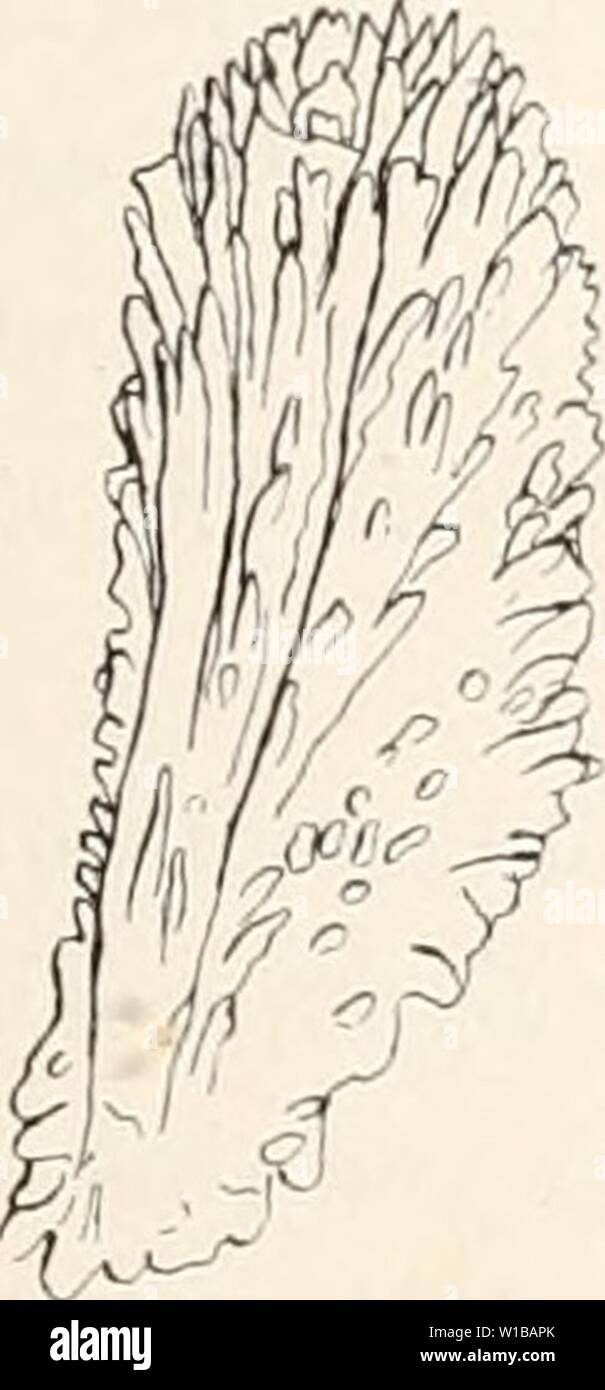 Thouarella sp hi-res stock photography and images - Alamy