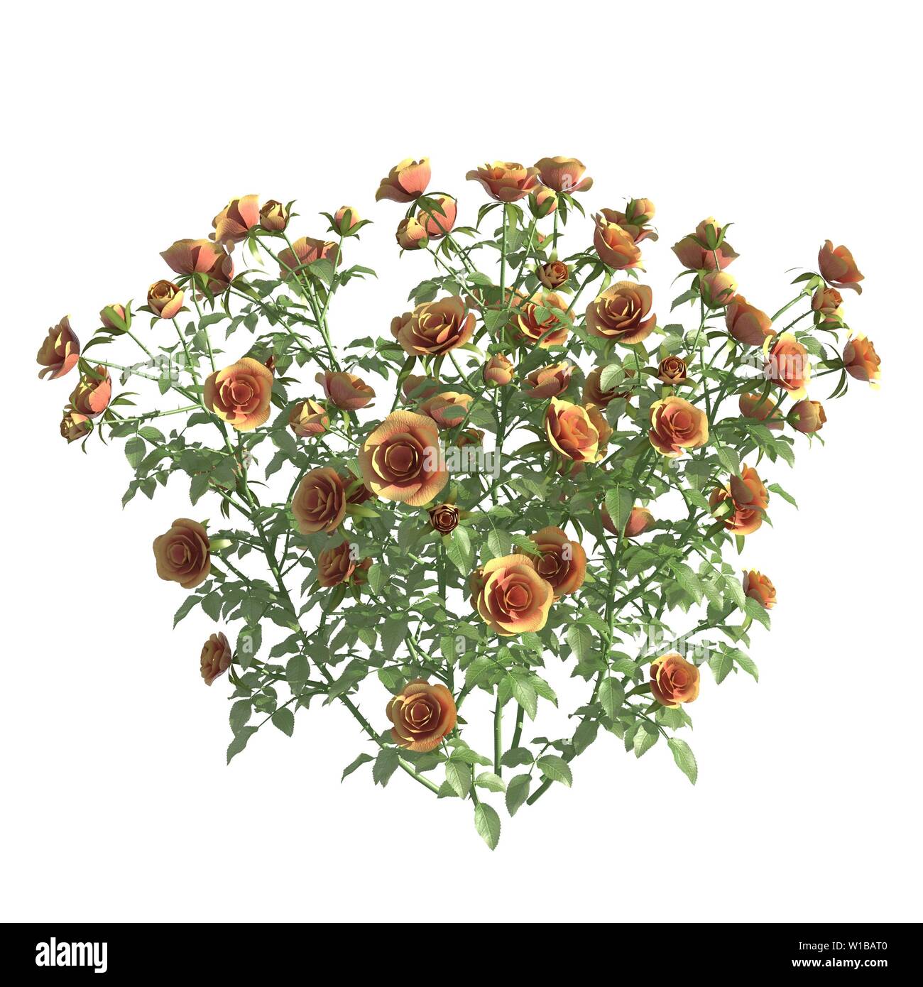 Rose bush 3d illustration isolated on the white background Stock Photo ...