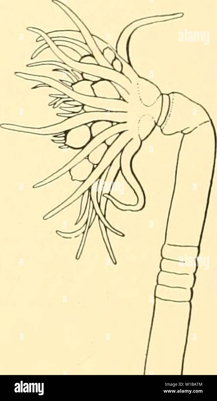 Tubiilaria hi-res stock photography and images - Alamy