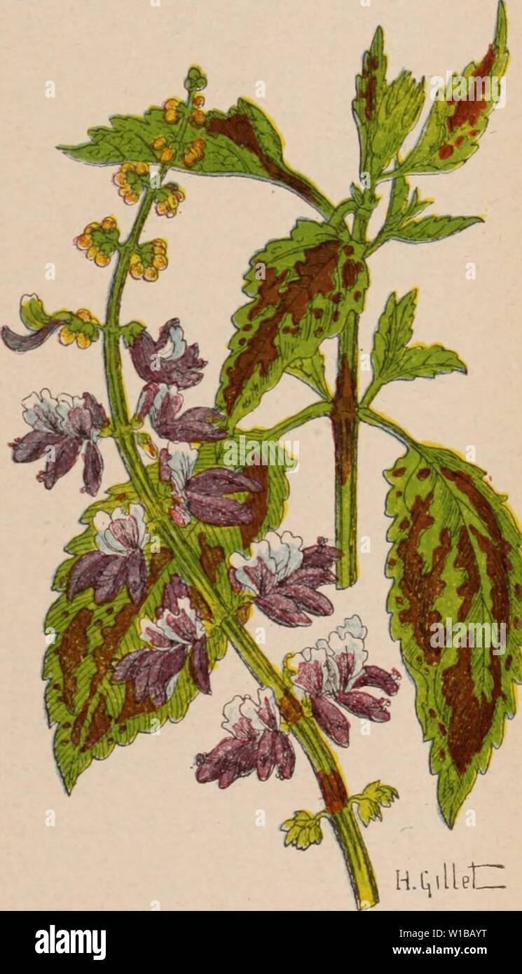 Coleus drawing hi-res stock photography and images - Alamy