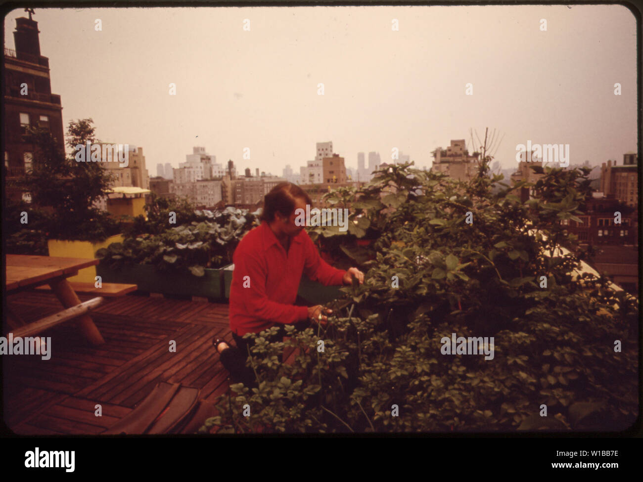 CHERRIES, CARROTS, STRAWBERRIES AND ROSES ARE ONLY SOME OF THE PLANTS ...