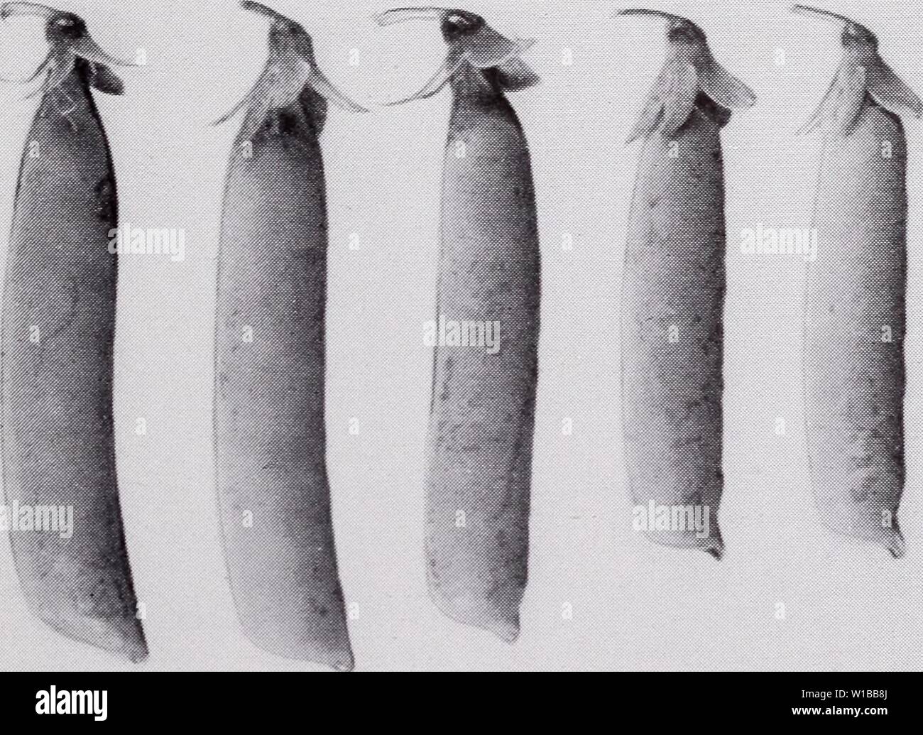 Miracle Seeds High Resolution Stock Photography and Images - Alamy