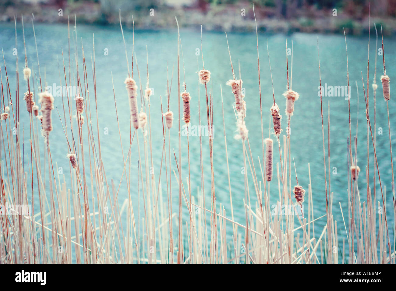 Beautiful long wild bulrush wetland grass-like plant in lake river ...