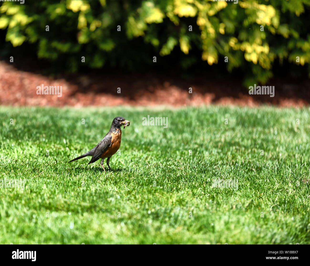Mother robin hi-res stock photography and images - Alamy