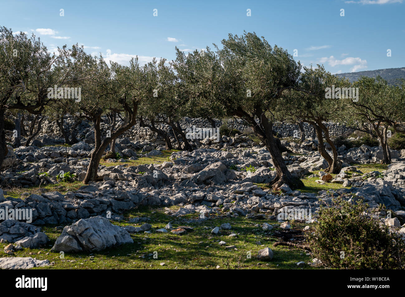 Olive Plantation In Spring High Resolution Stock Photography and Images ...