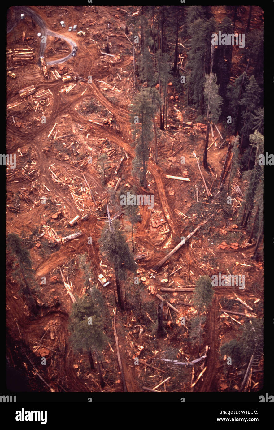 Clear cutting photo hi-res stock photography and images - Alamy