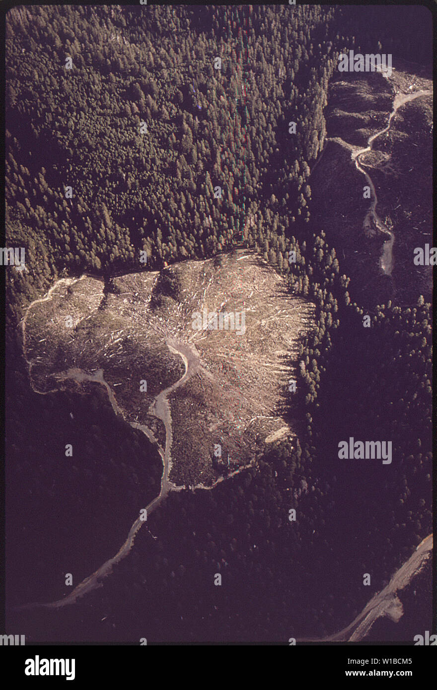 Clear cutting photo hi-res stock photography and images - Alamy