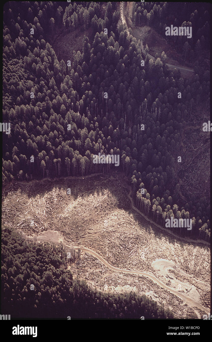 Clear cutting photo hi-res stock photography and images - Alamy