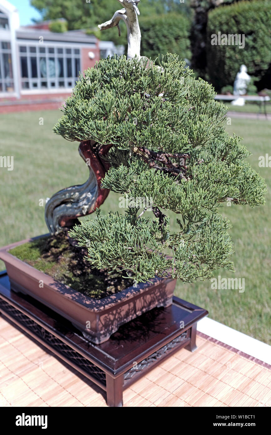 Bonsai tree display hi-res stock photography and images - Alamy