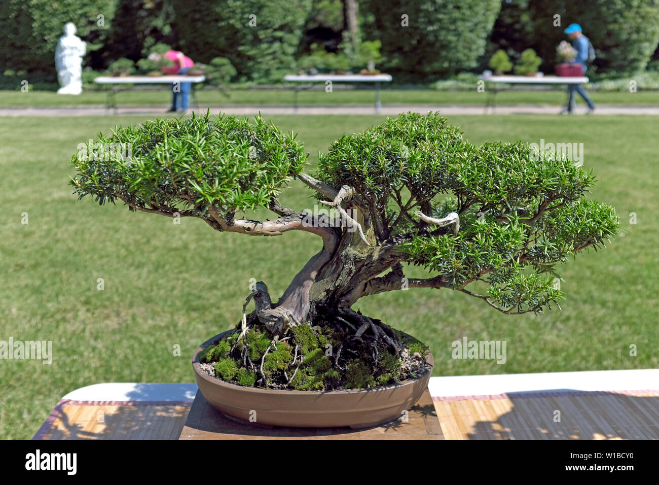 A well-trimmed bonsai tree in planter is displayed outdoors during the ...
