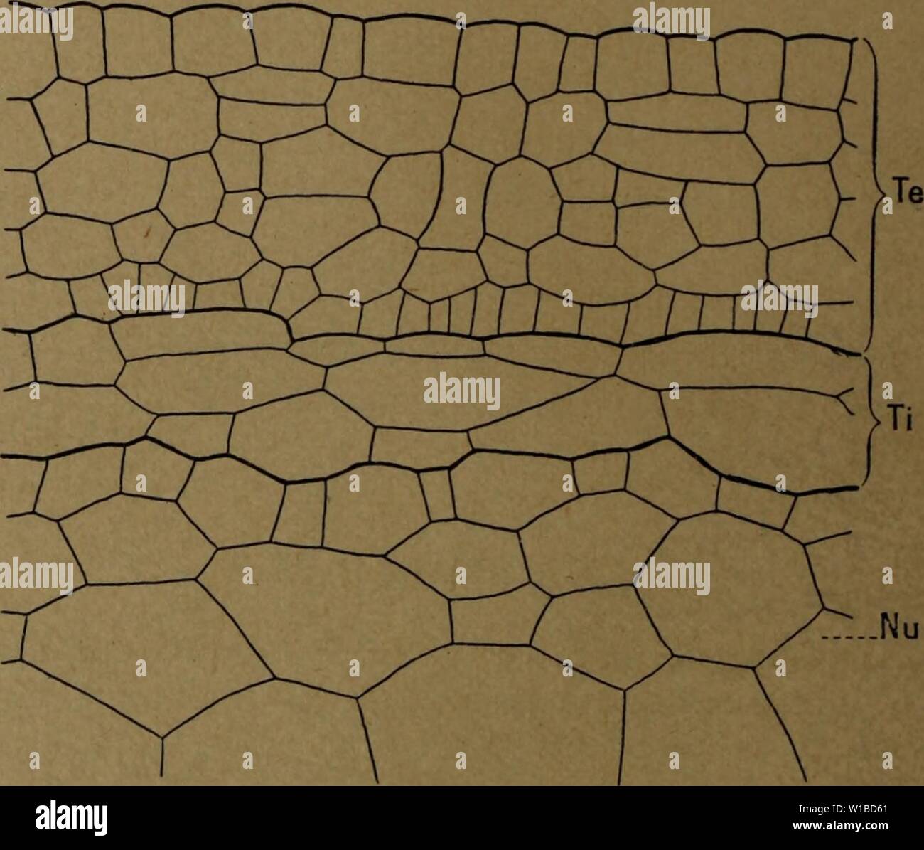 Cellules cellulaires hi-res stock photography and images - Alamy