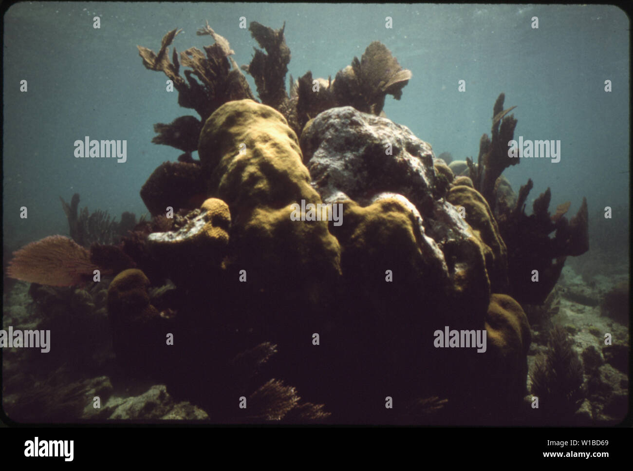 CLOSE-UP OF CORAL TAKEN ABOUT 12 FEET UNDERWATER AT JOHN PENNEKAMP ...