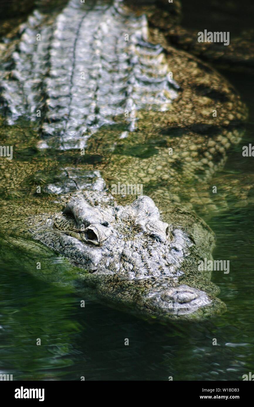 The big croc hi-res stock photography and images - Alamy