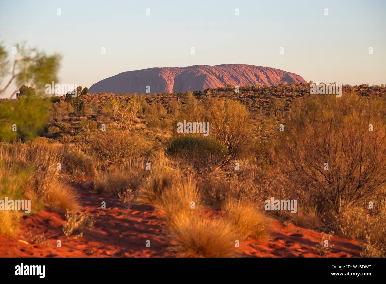 Uluru plant hi-res stock photography and images - Alamy