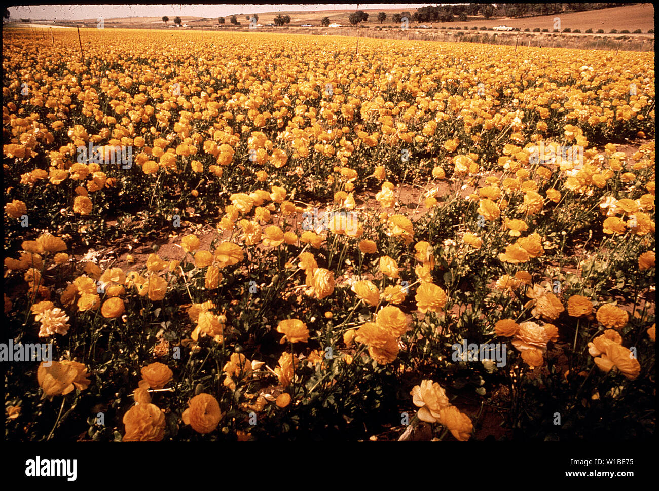 COMMERCIAL FIELDS OF RANUNCULUS Stock Photo - Alamy