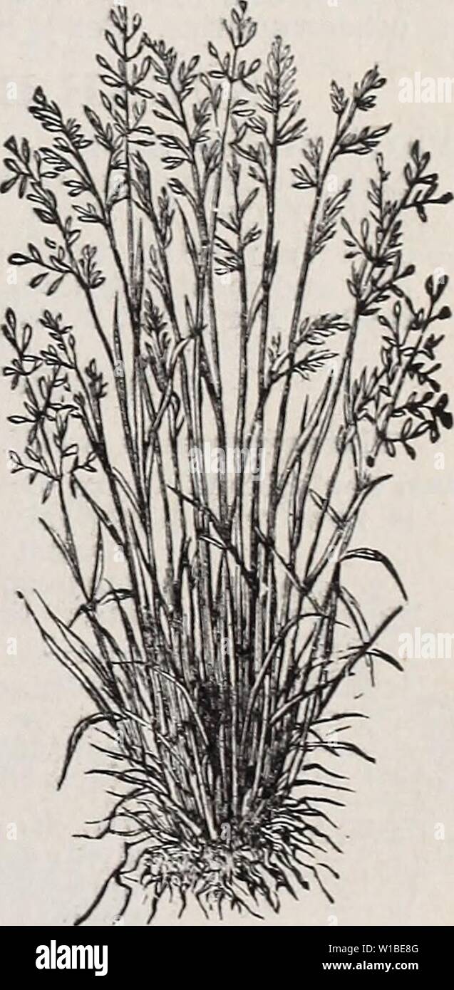 Laying in permanent pasture laying in permanent pasture hi-res stock ...