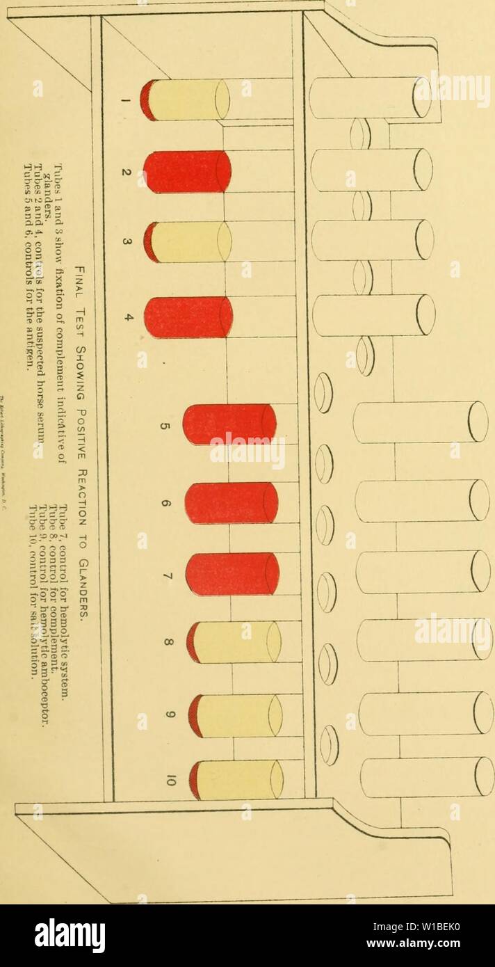 Archive image from page 38 of The diagnosis of glanders by. The ...