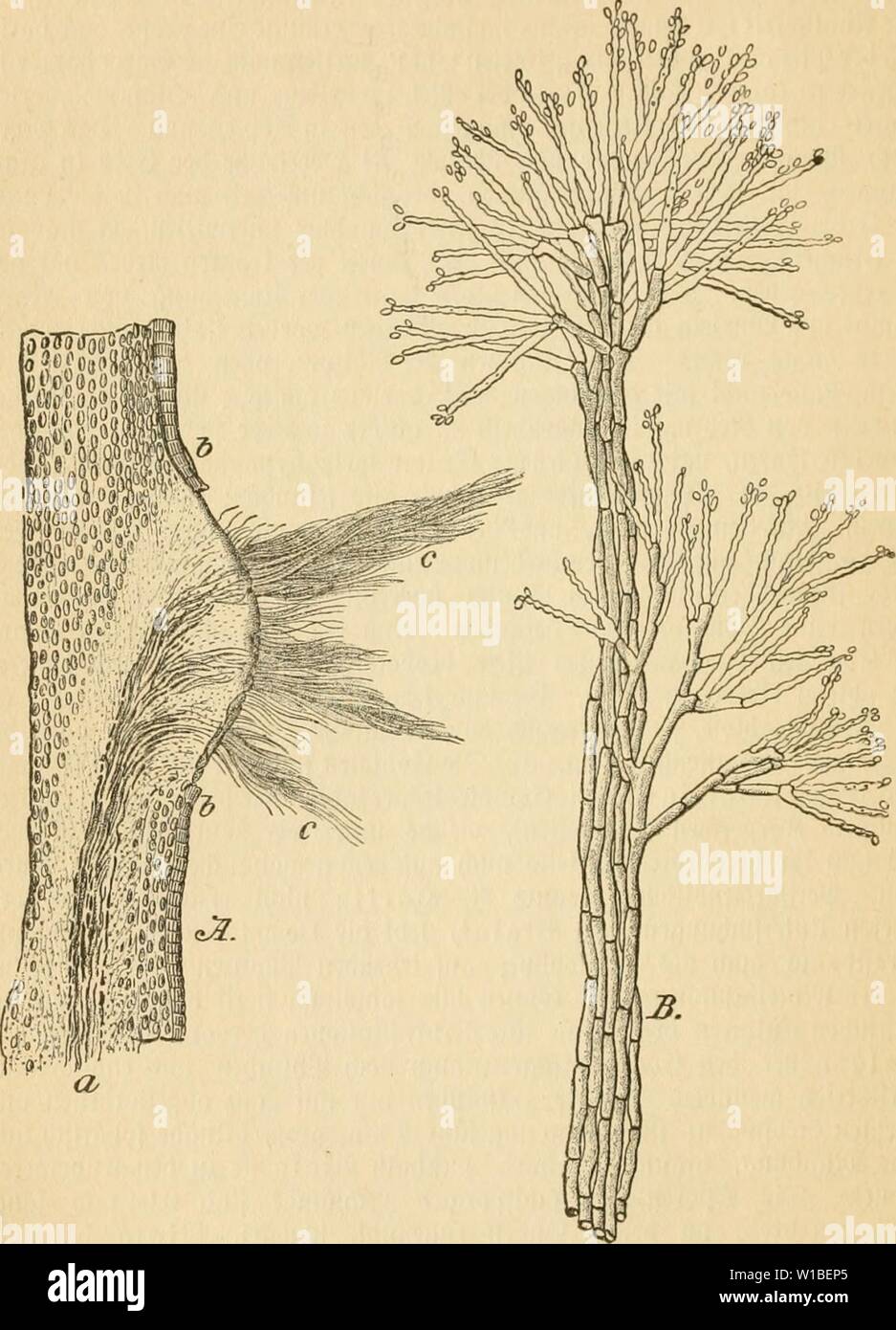 Dematophora High Resolution Stock Photography and Images - Alamy