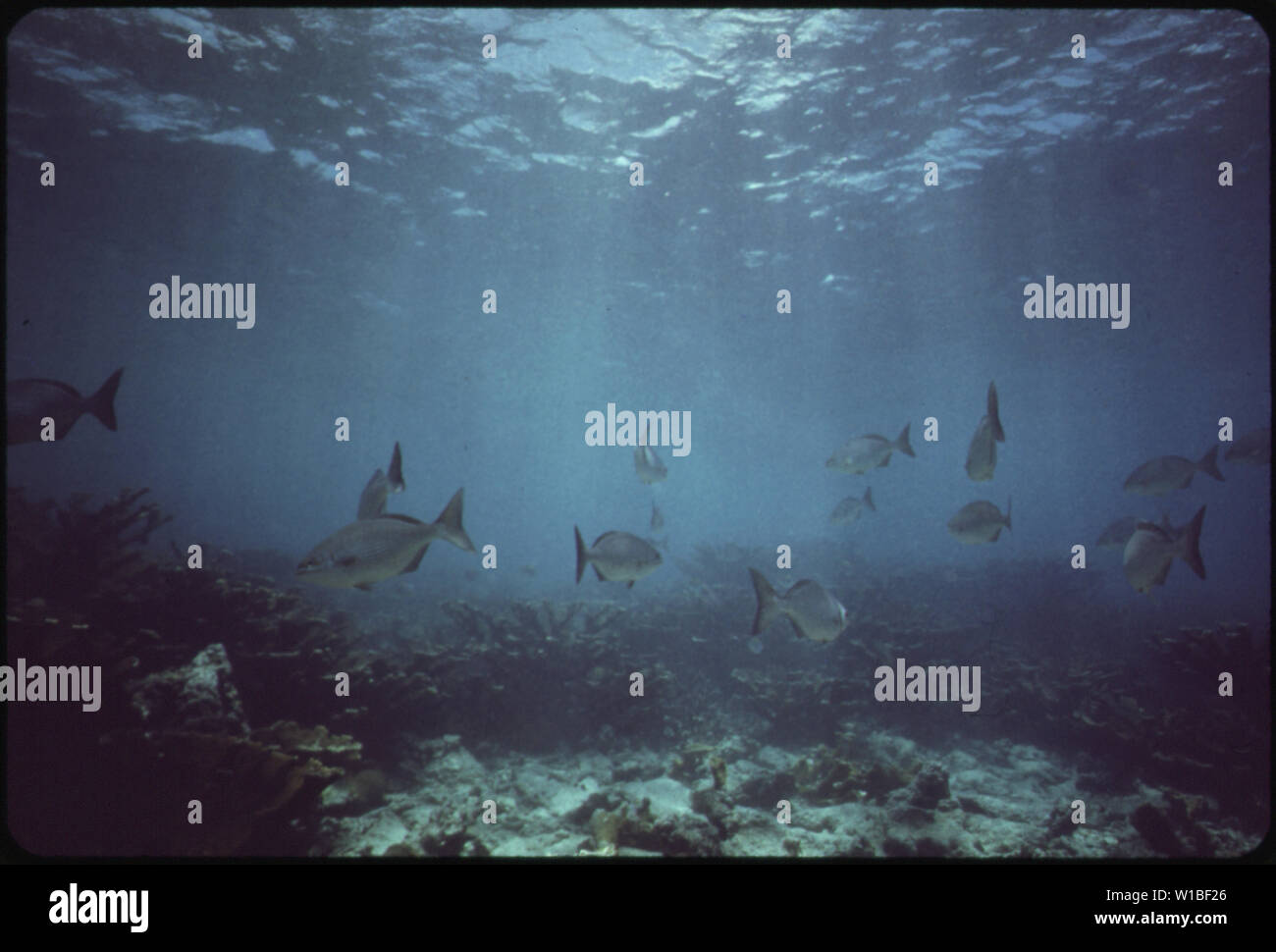 CORAL AND MARINE LIFE AT JOHN PENNEKAMP CORAL REEF STATE PARK, A FEW ...