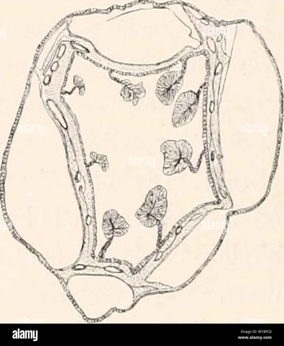 1901 langsschnitt hi-res stock photography and images - Alamy