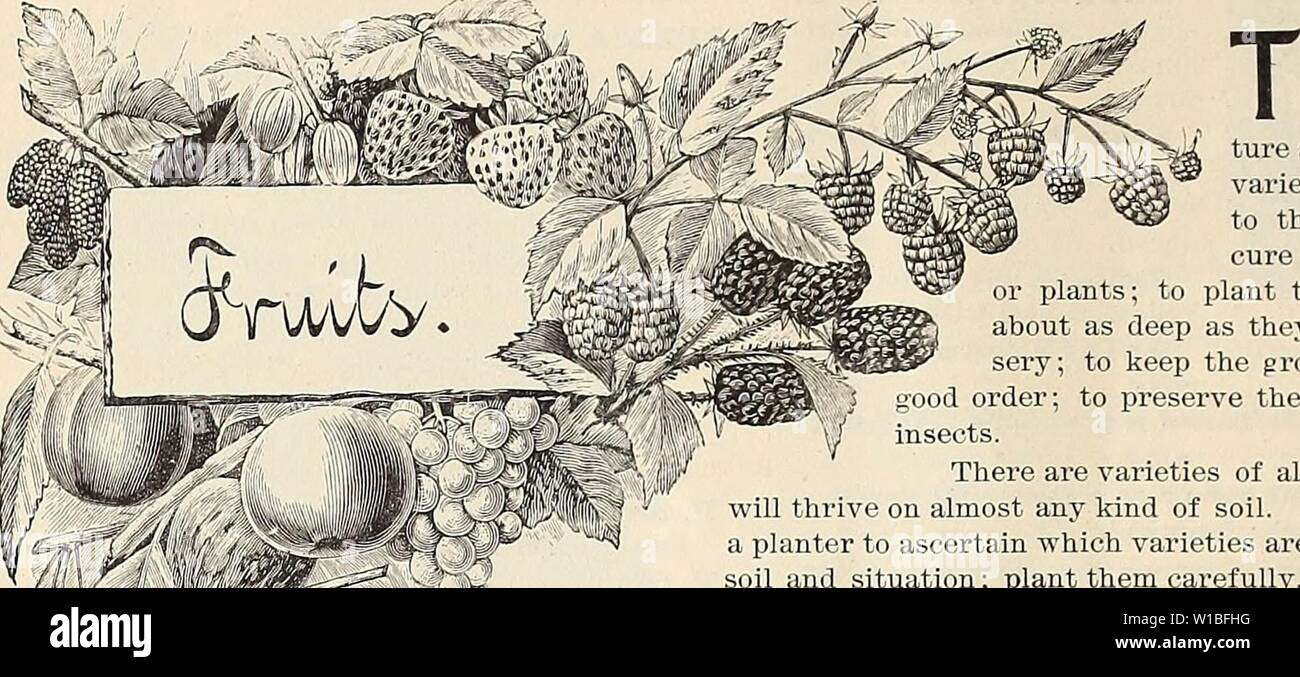 Archive image from page 39 of Descriptive catalogue of ornamental trees ...