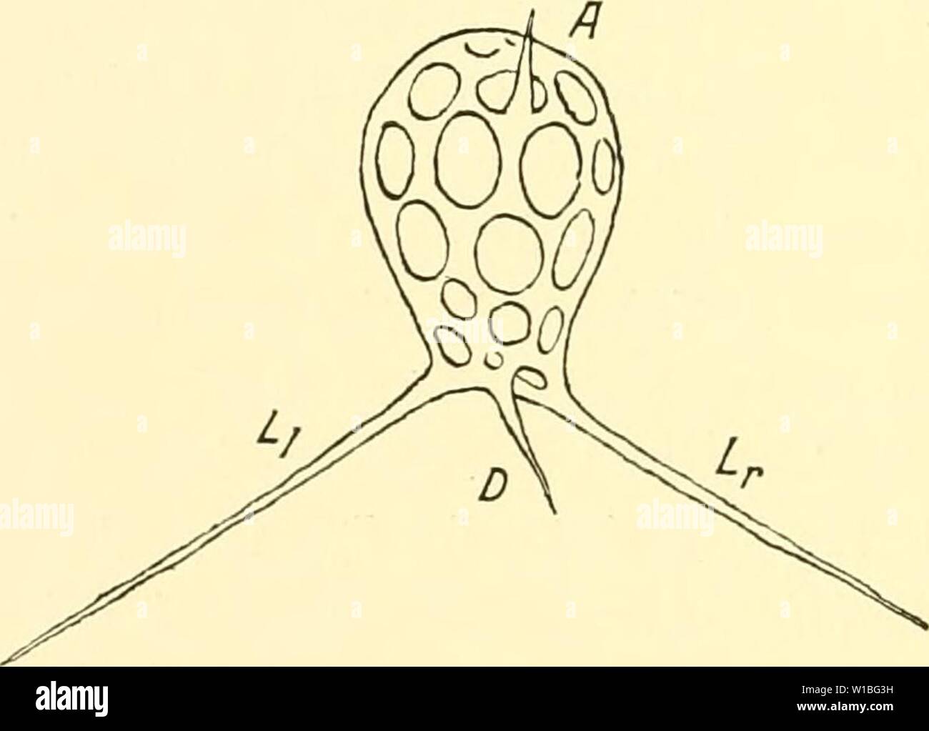 Peridium hi-res stock photography and images - Alamy