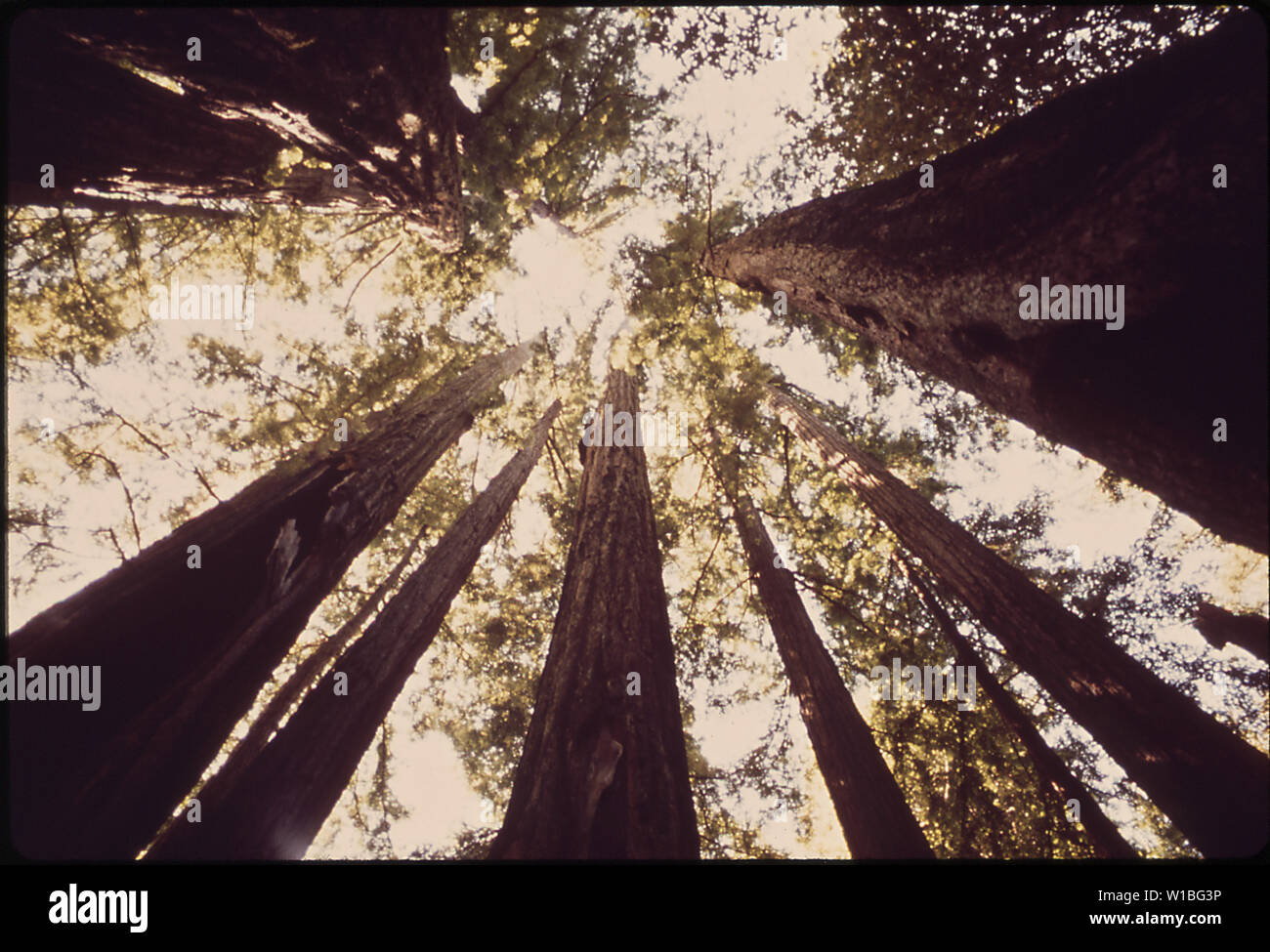 California -- Big Basin Redwood State Park Stock Photo - Alamy