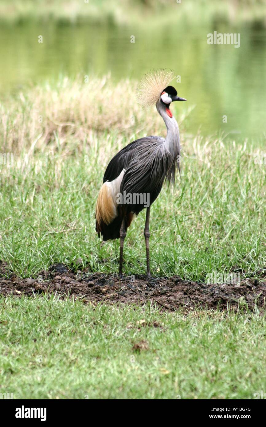 Golden crested crane golden crowned crane hi-res stock photography and ...