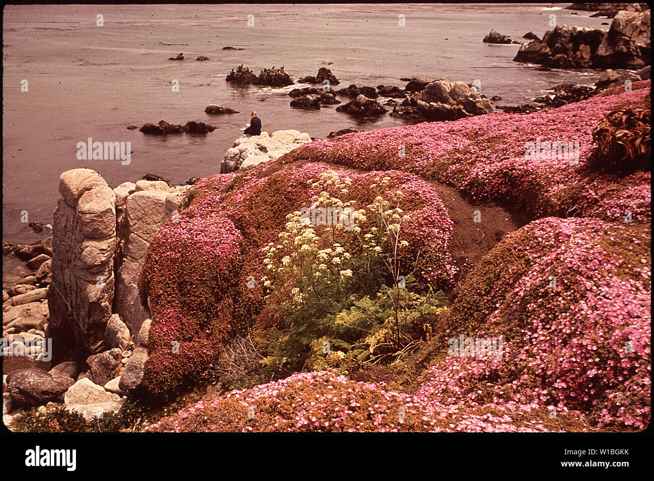 California -- Pacific Grove, Monterey Bay Stock Photo - Alamy