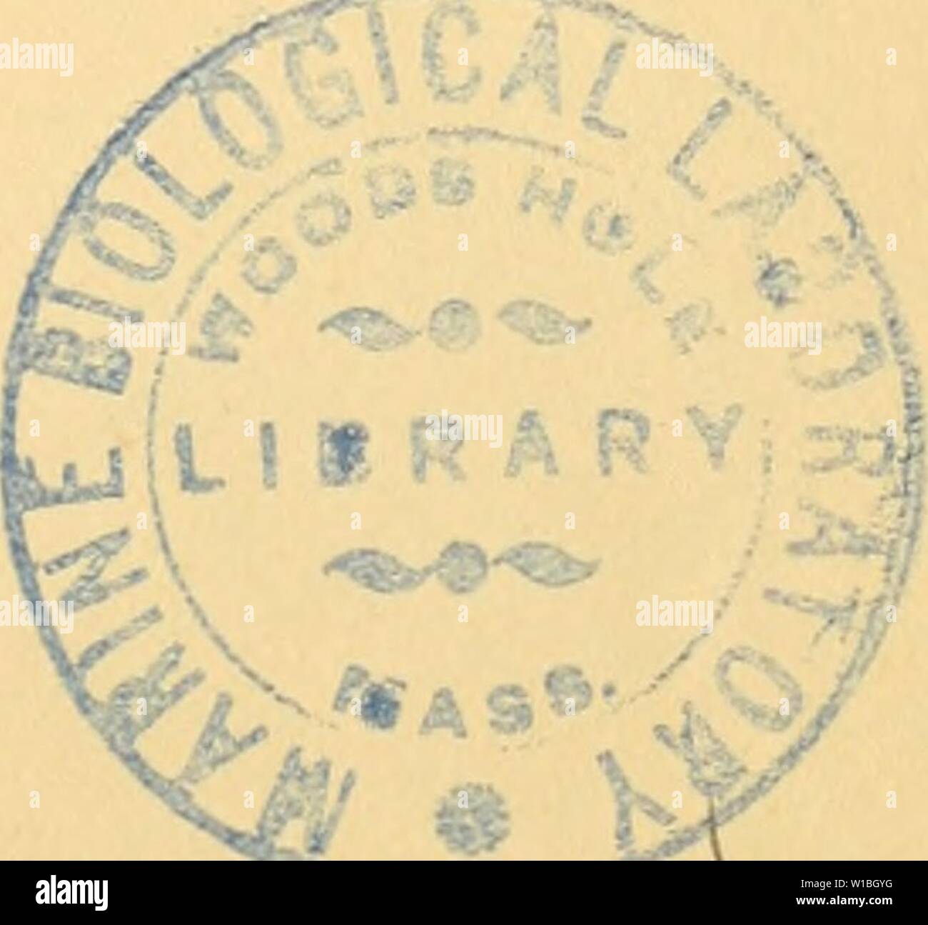 Richard wolfgang semon hi-res stock photography and images - Alamy