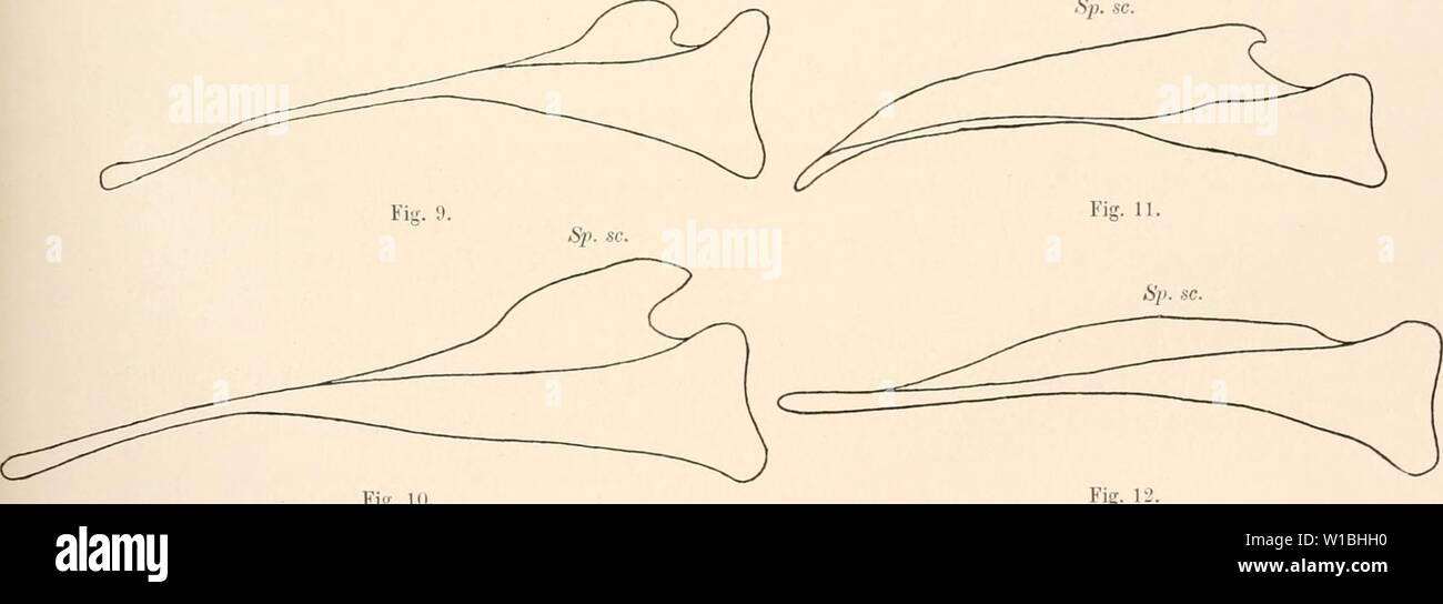 Scapula pig hi-res stock photography and images - Alamy