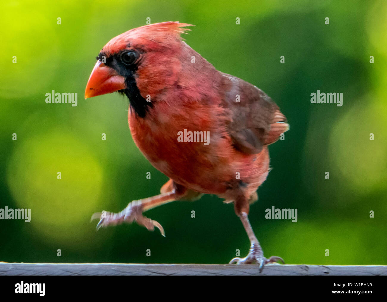 Cardinal run hi-res stock photography and images - Alamy
