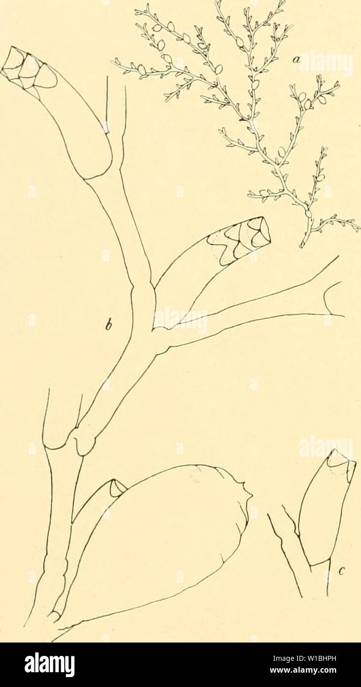 Wellige hi-res stock photography and images - Alamy