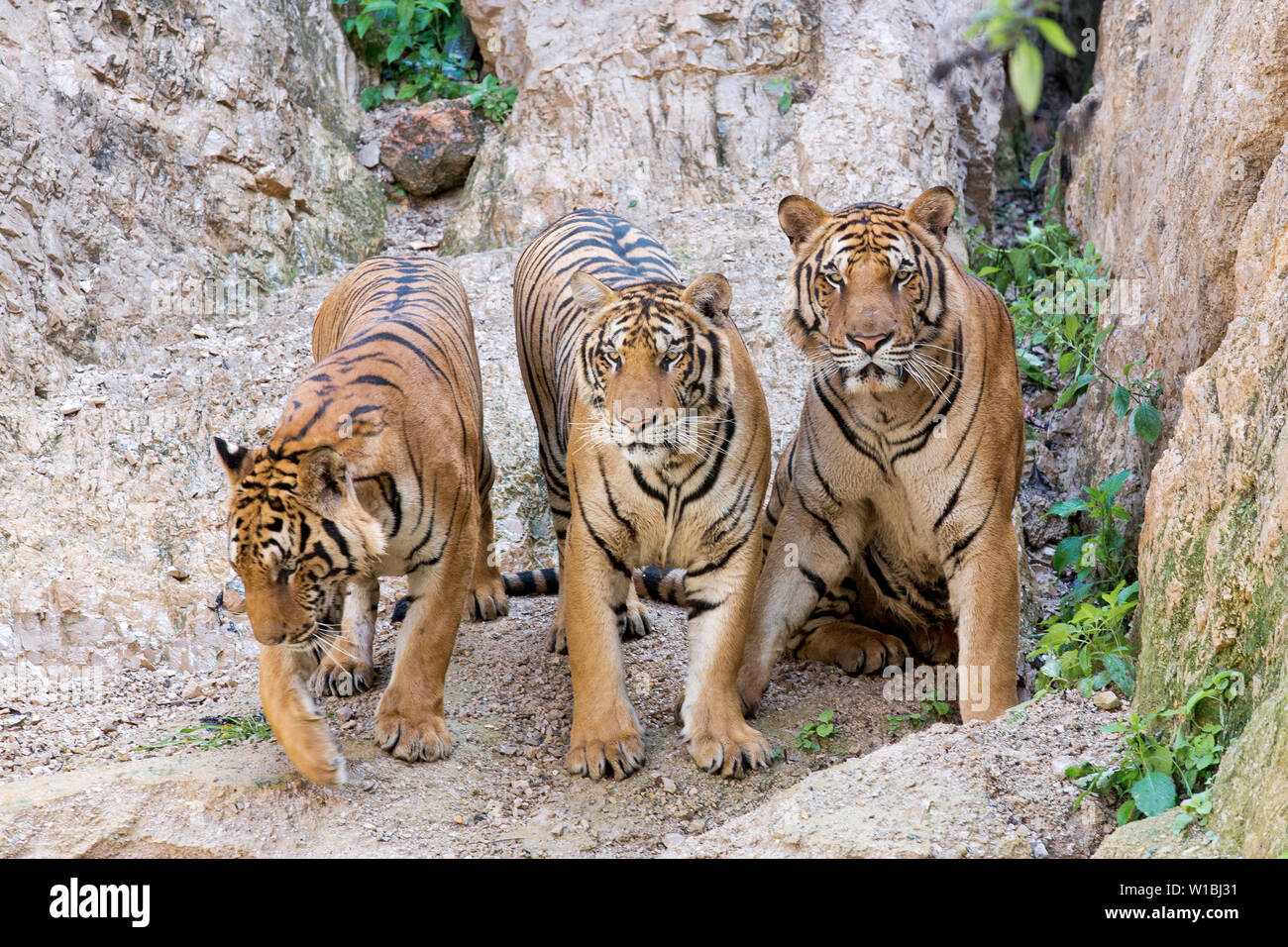 Tigers fighting hi-res stock photography and images - Alamy