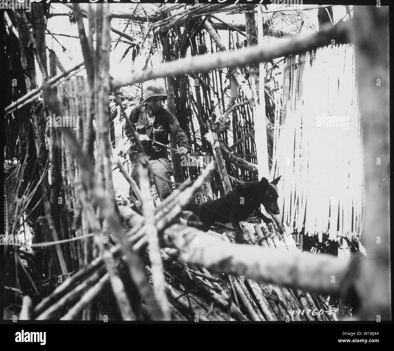 Japanese war dog hi-res stock photography and images - Alamy