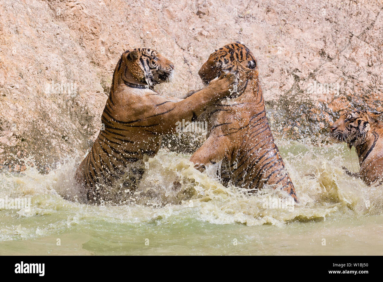 Tiger water splash hi-res stock photography and images - Alamy