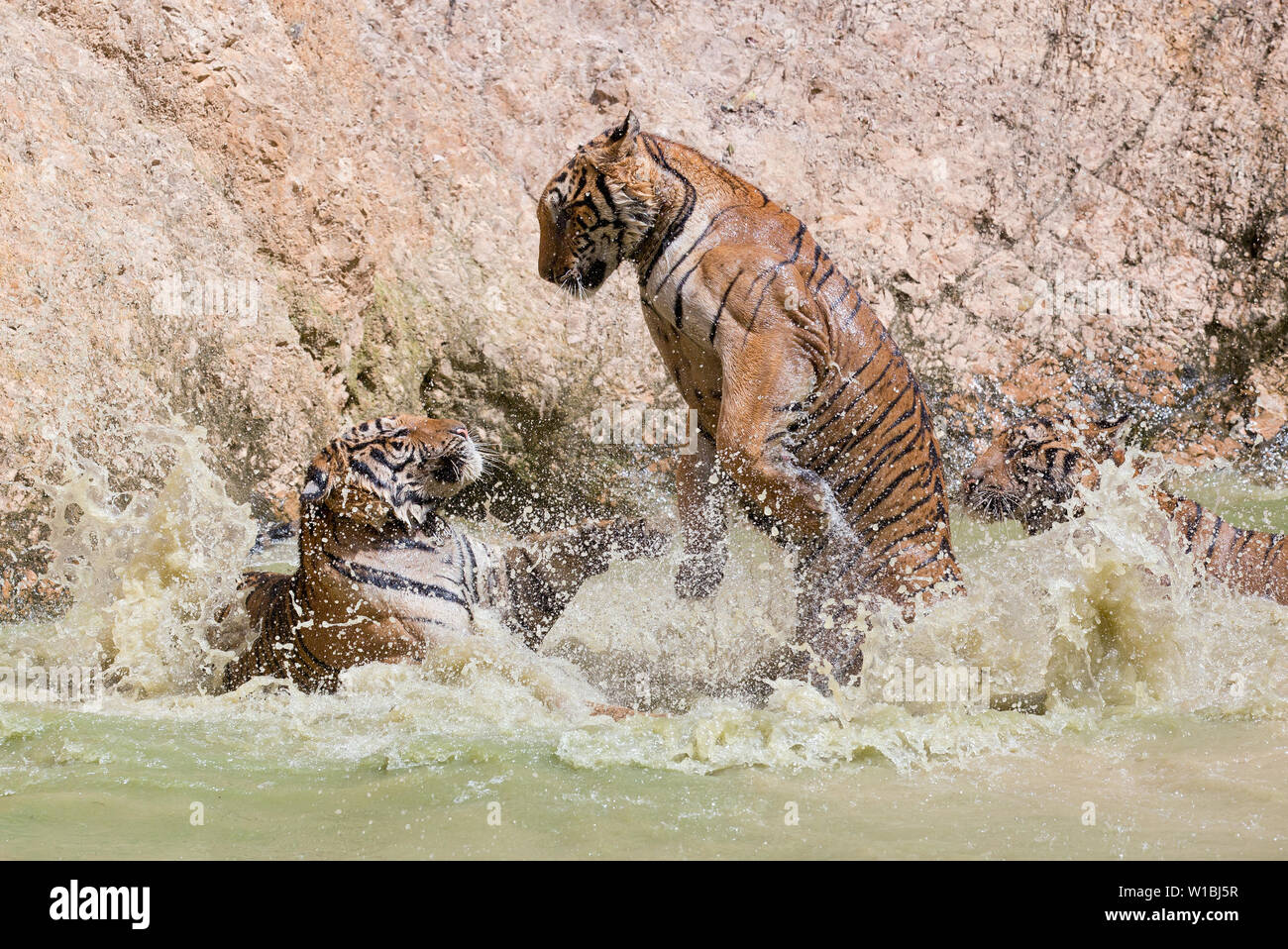 Tigers fighting hi-res stock photography and images - Alamy