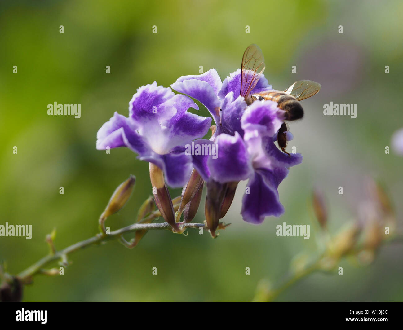 Nature, Bee inside flower, Purple and white edged Geisha Girls plant ...