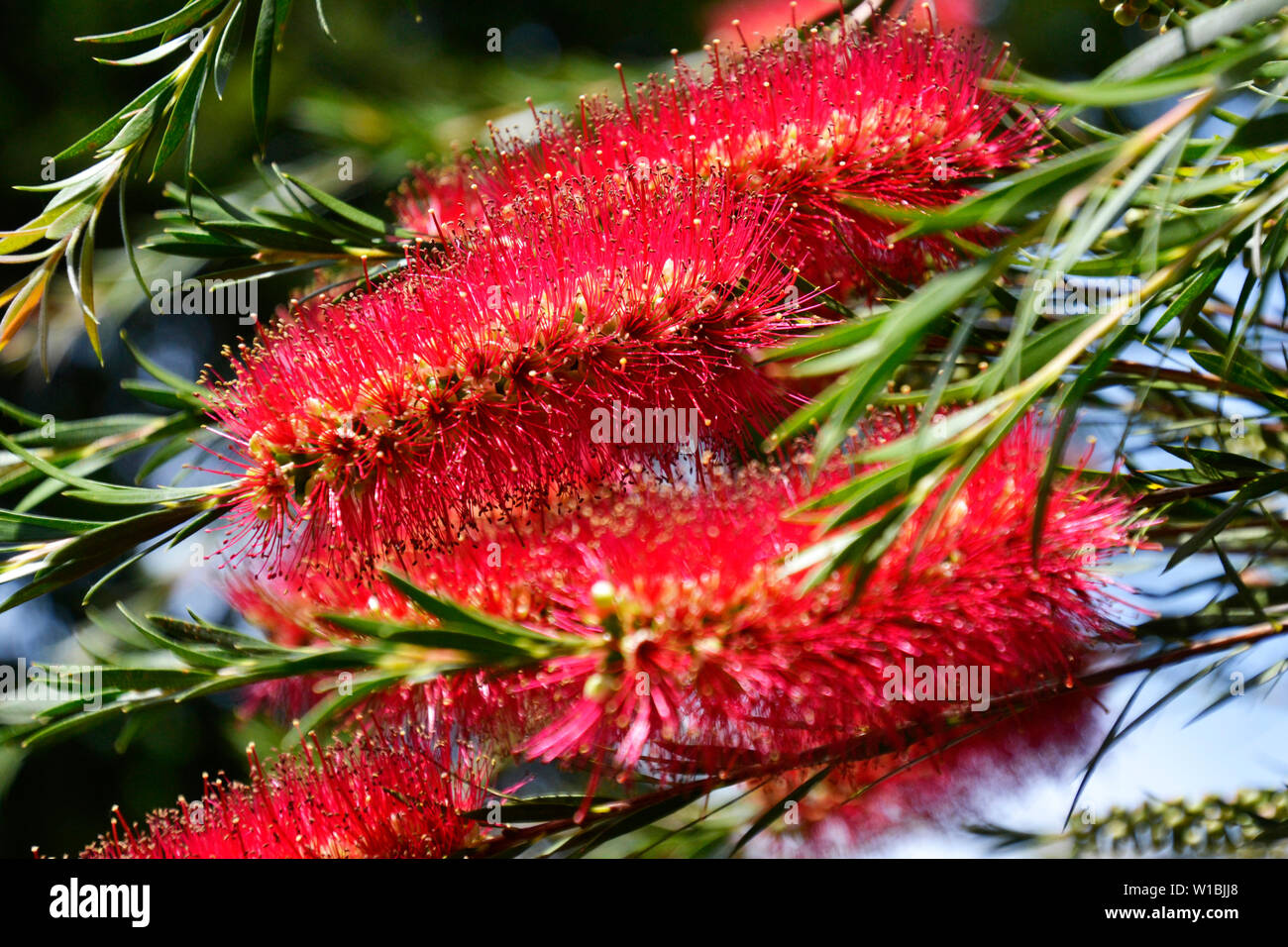 Red bottle brush plants hi-res stock photography and images - Alamy