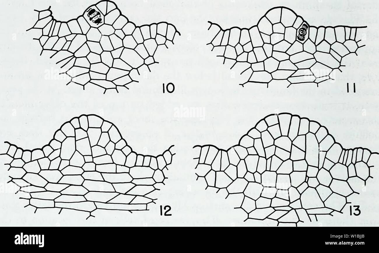 Archive image from page 41 of The developmental anatomy of Isoetes ...