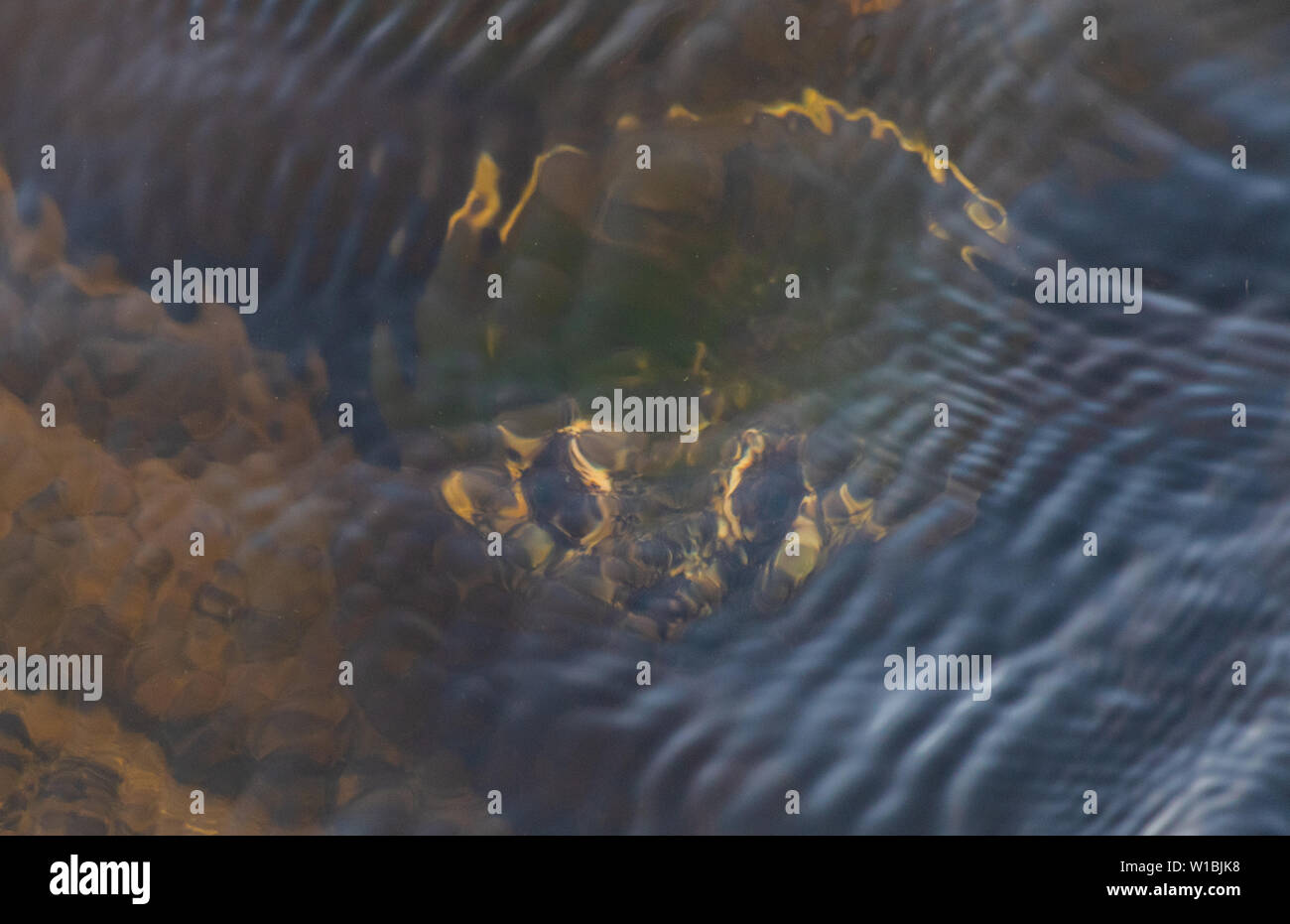 Snapping Turtle Head Below Water in dark lake water Stock Photo - Alamy