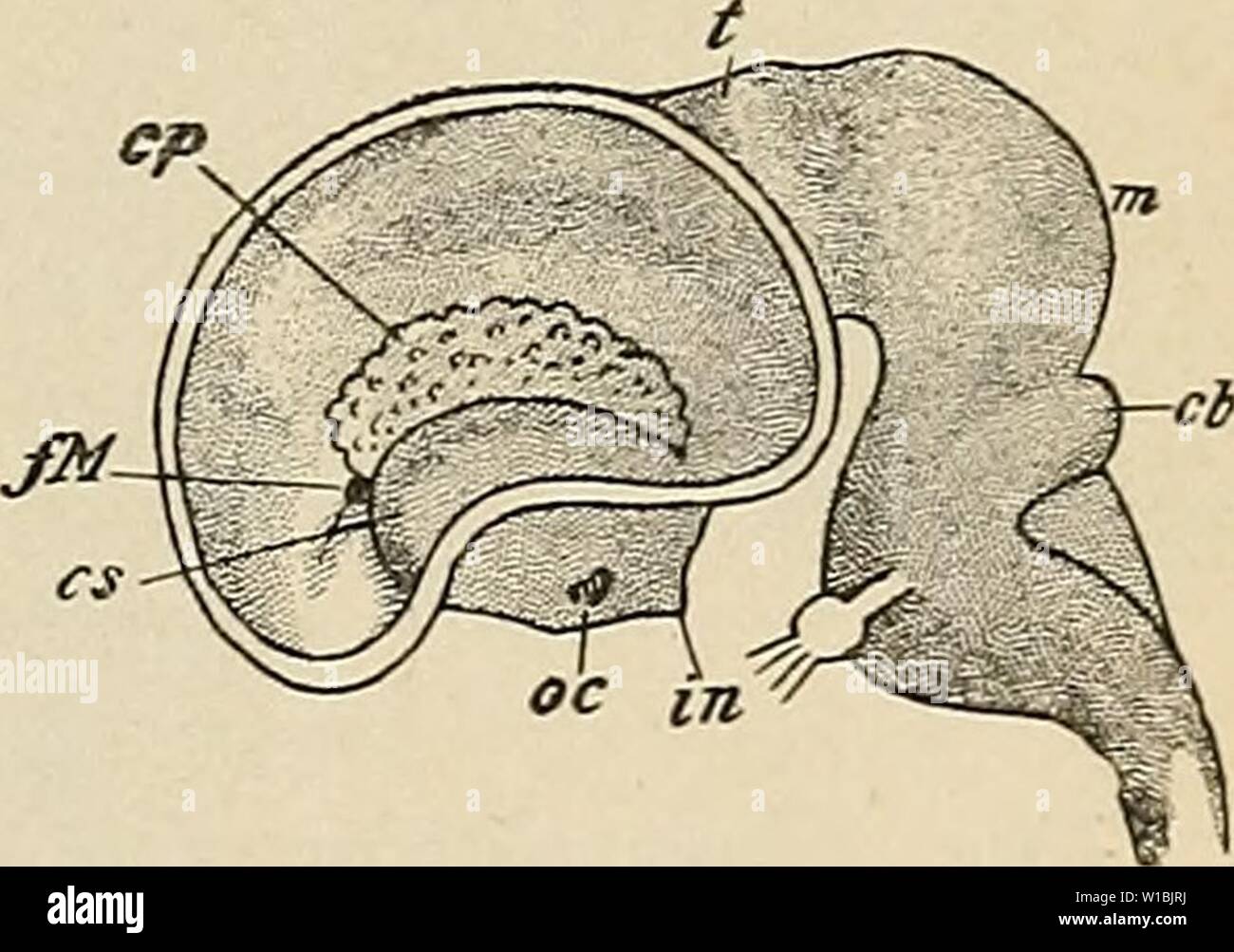 Telencephalon hi-res stock photography and images - Alamy